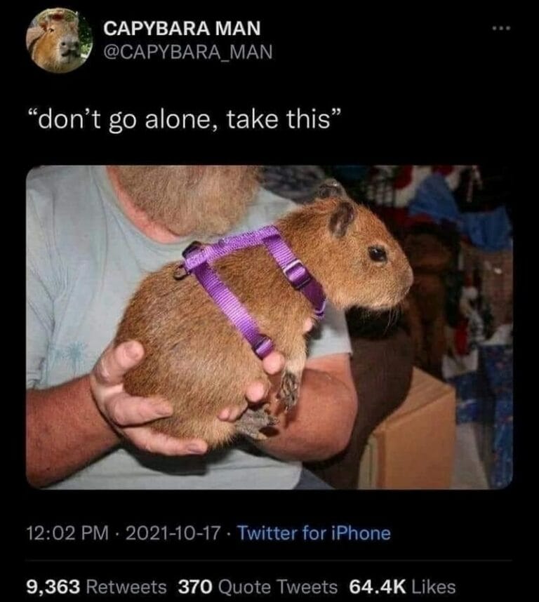 45 Funny Wild Animal Memes From The Untamed Corners Of The Internet