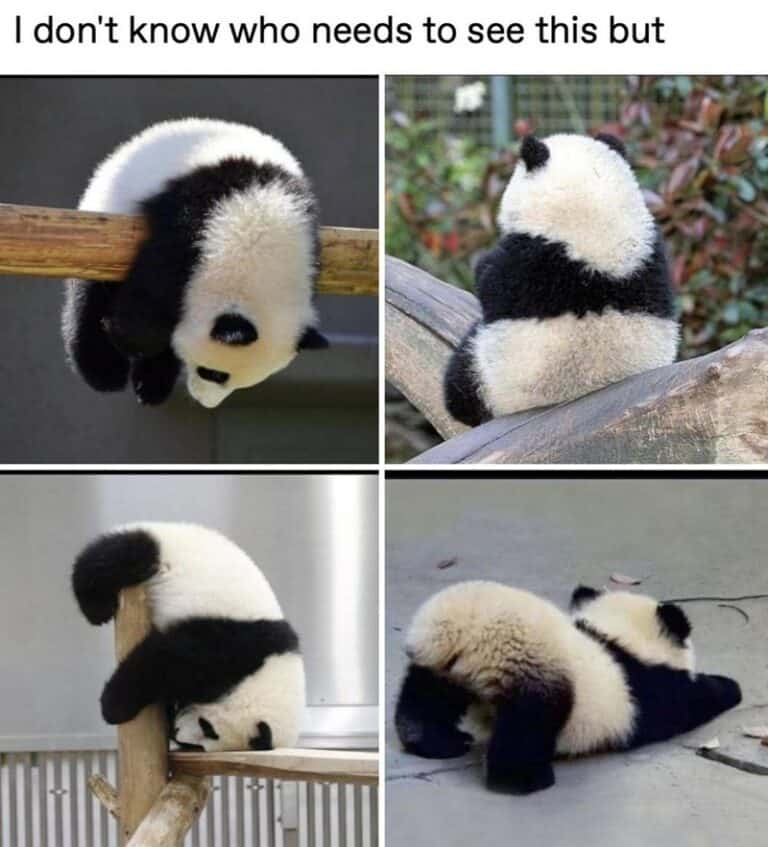 45 Funny Wild Animal Memes From The Untamed Corners Of The Internet