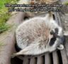 45 Funny Wild Animal Memes From The Untamed Corners Of The Internet