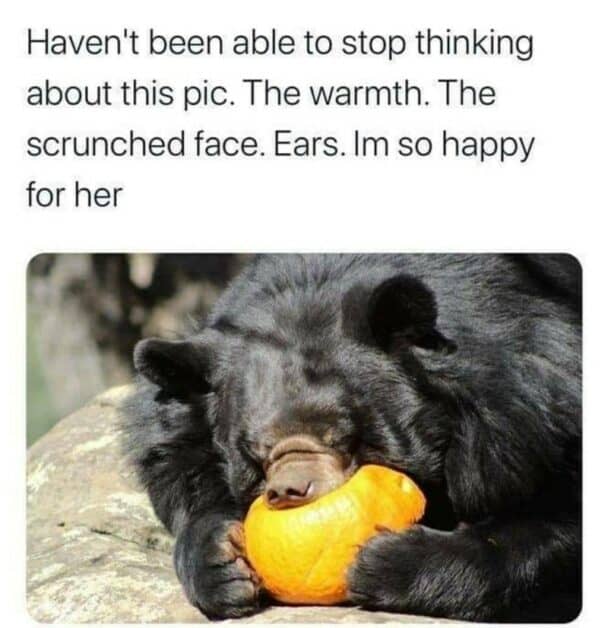 45 Funny Wild Animal Memes From The Untamed Corners Of The Internet