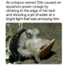 45 Funny Wild Animal Memes From The Untamed Corners Of The Internet