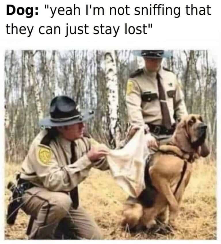 40 "Grumpy Animal Memes" Of Critters Who Have Had Enough Of Your Nonsense