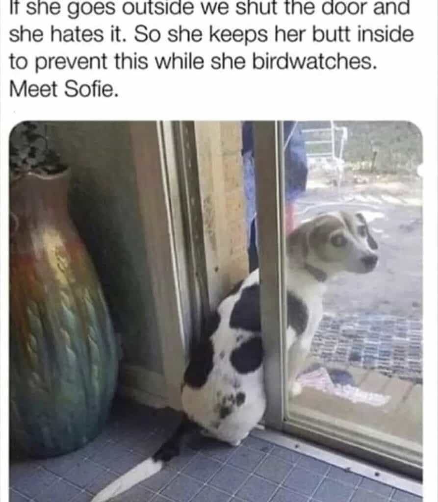 40 "Grumpy Animal Memes" Of Critters Who Have Had Enough Of Your Nonsense