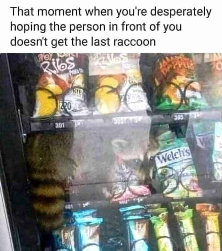 40 "Grumpy Animal Memes" Of Critters Who Have Had Enough Of Your Nonsense