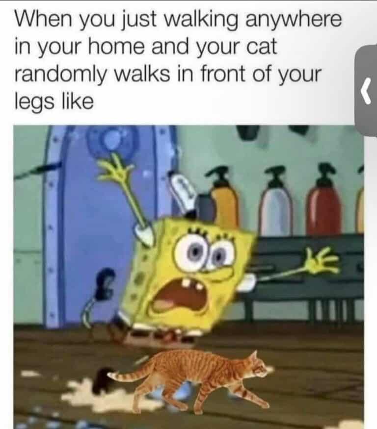 40 "Grumpy Animal Memes" Of Critters Who Have Had Enough Of Your Nonsense