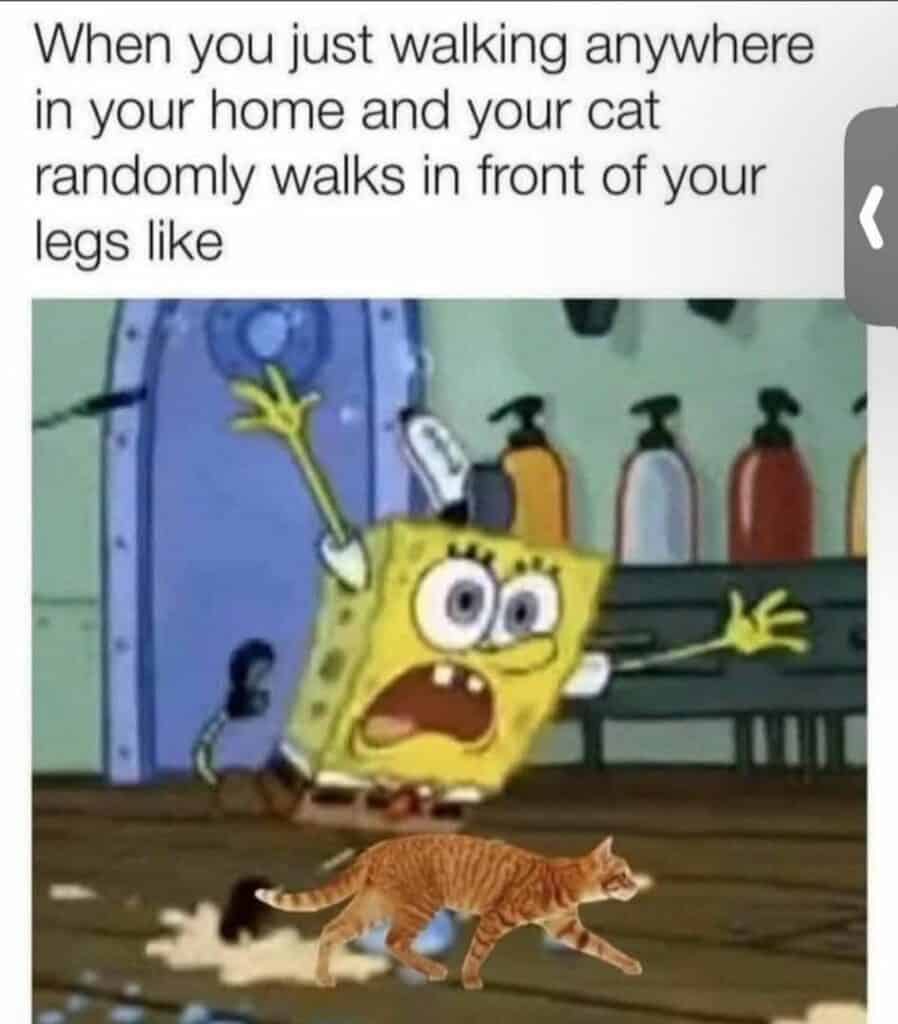 40 "Grumpy Animal Memes" Of Critters Who Have Had Enough Of Your Nonsense