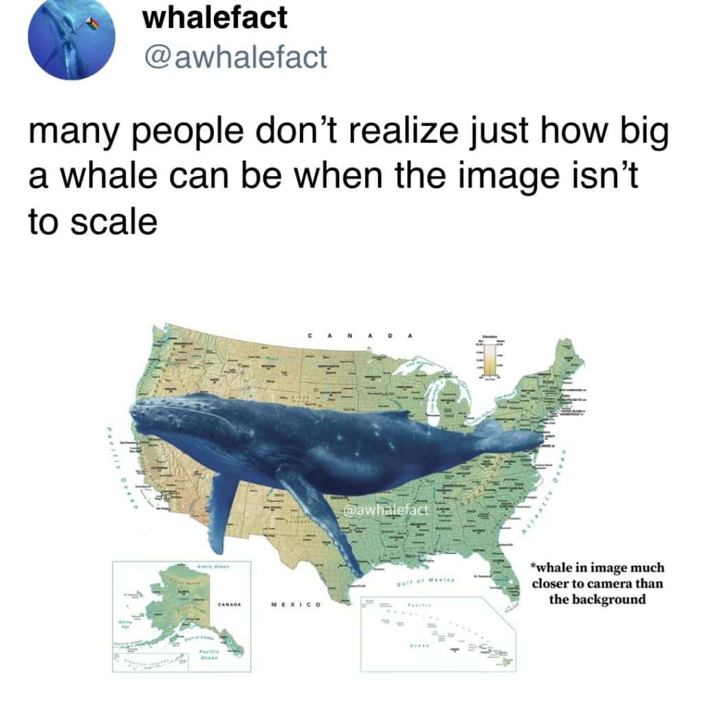 50 Funniest Tweets By "Whale Fact" That Offer Satirical But Technically ...