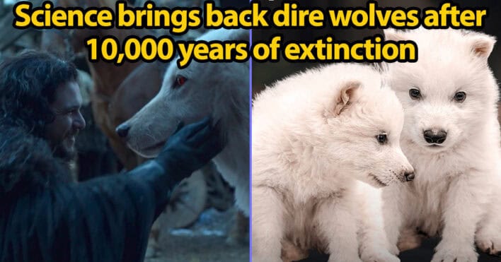 Scientists Just Brought Back Two Dire Wolf Puppies, A Species That Went ...