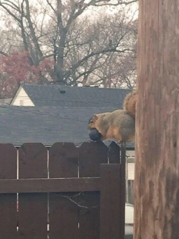30 Funniest Pictures From "Fat Squirrel Hate" — An Internet Group That ...