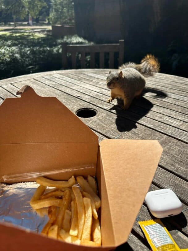 30 Funniest Pictures From "Fat Squirrel Hate" — An Internet Group That ...