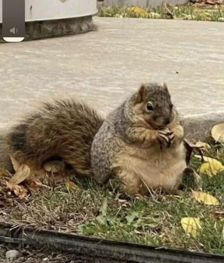 30 Funniest Pictures From "Fat Squirrel Hate" — An Internet Group That ...