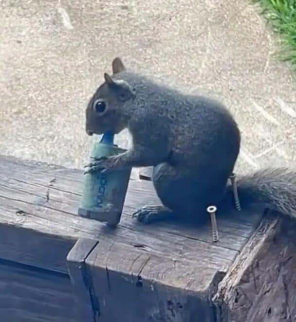 30 Funniest Pictures From "Fat Squirrel Hate" — An Internet Group That Exists Solely To Roast ...