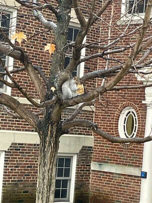 30 Funniest Pictures From "Fat Squirrel Hate" — An Internet Group That ...