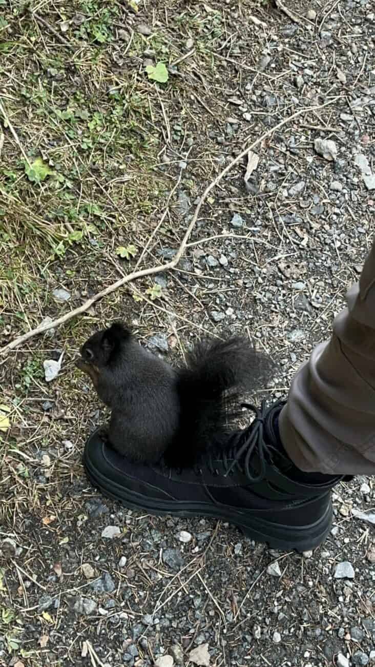 30 Funniest Pictures From "Fat Squirrel Hate" — An Internet Group That ...