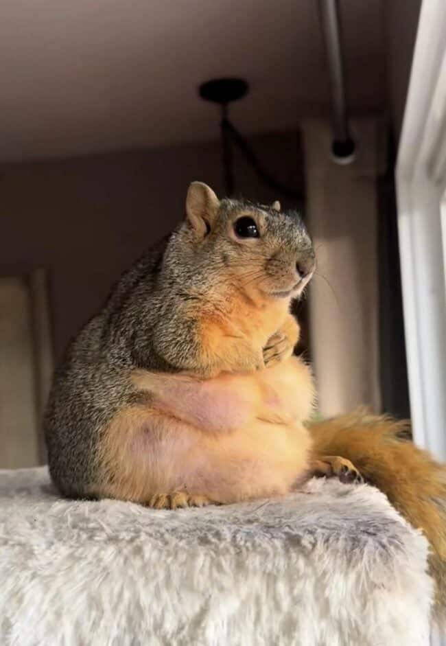 30 Funniest Pictures From "Fat Squirrel Hate" — An Internet Group That Exists Solely To Roast ...