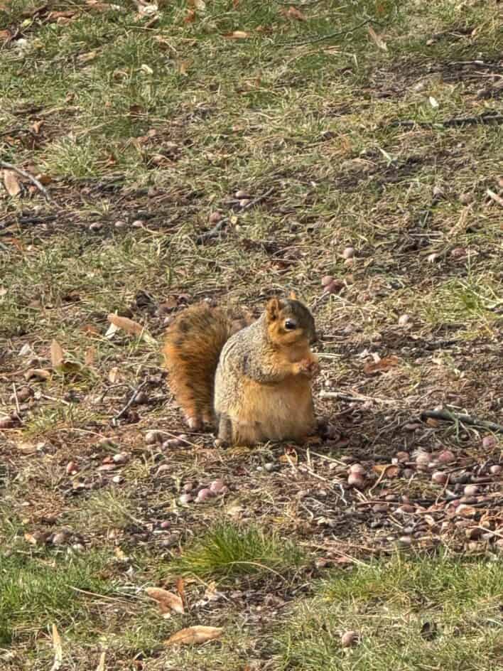 30 Funniest Pictures From "Fat Squirrel Hate" — An Internet Group That ...