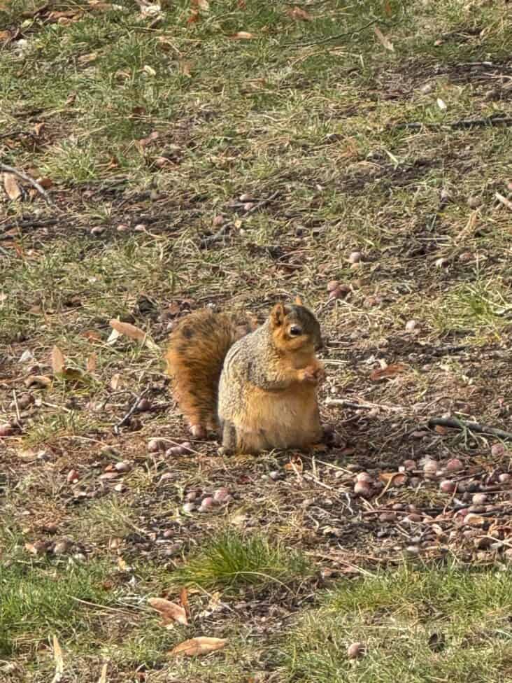 30 Funniest Pictures From "Fat Squirrel Hate" — An Internet Group That ...