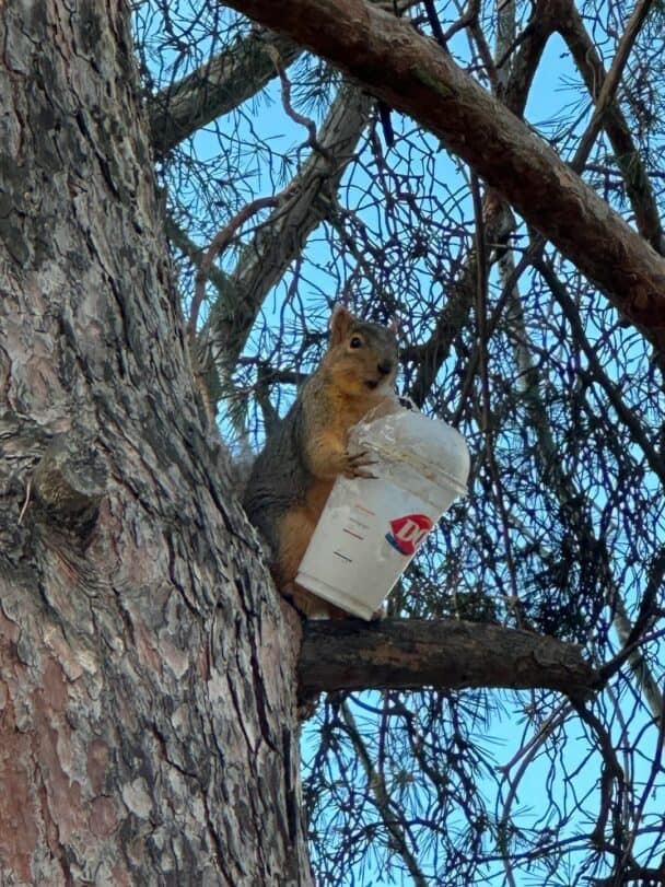 30 Funniest Pictures From "Fat Squirrel Hate" — An Internet Group That Exists Solely To Roast ...