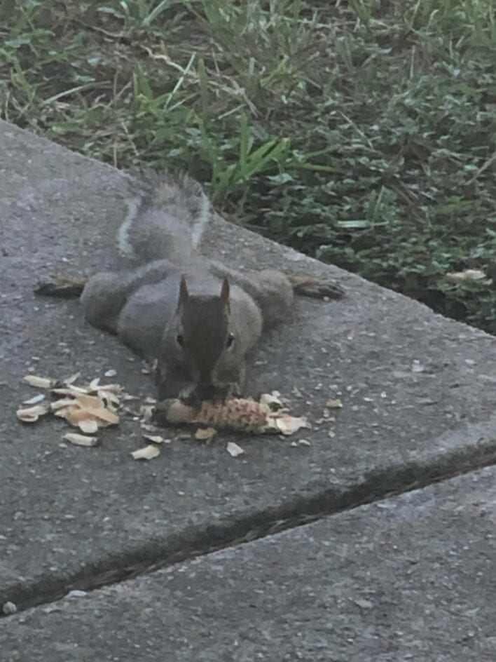 30 Funniest Pictures From "Fat Squirrel Hate" — An Internet Group That Exists Solely To Roast ...
