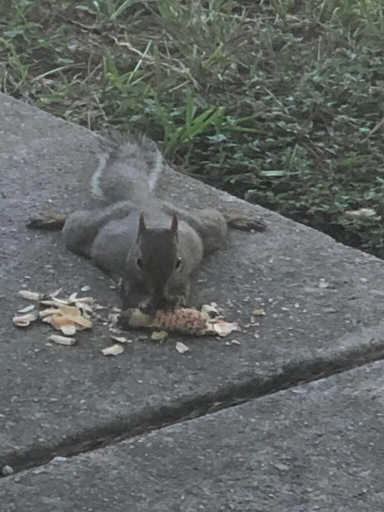 30 Funniest Pictures From "Fat Squirrel Hate" — An Internet Group That ...
