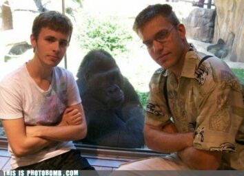 50 Funny Gorilla And Ape Memes To Go Bananas Over