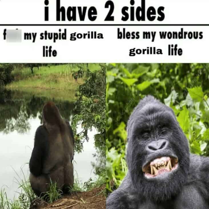 50 Funny Gorilla And Ape Memes To Go Bananas Over