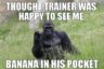 50 Funny Gorilla And Ape Memes To Go Bananas Over