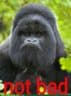 50 Funny Gorilla And Ape Memes To Go Bananas Over