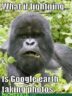 50 Funny Gorilla And Ape Memes To Go Bananas Over