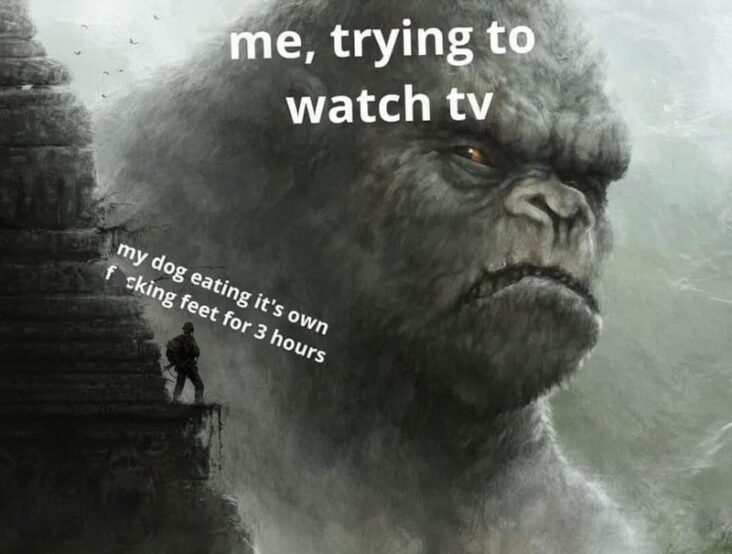 50 Funny Gorilla And Ape Memes To Go Bananas Over
