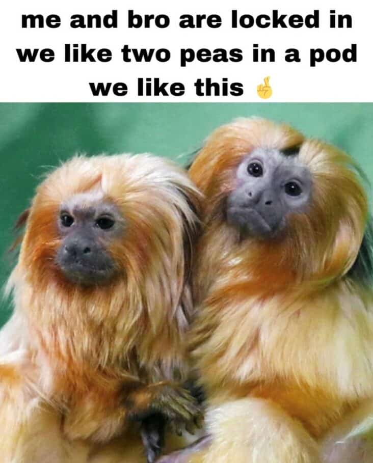 50 Funny Gorilla And Ape Memes To Go Bananas Over