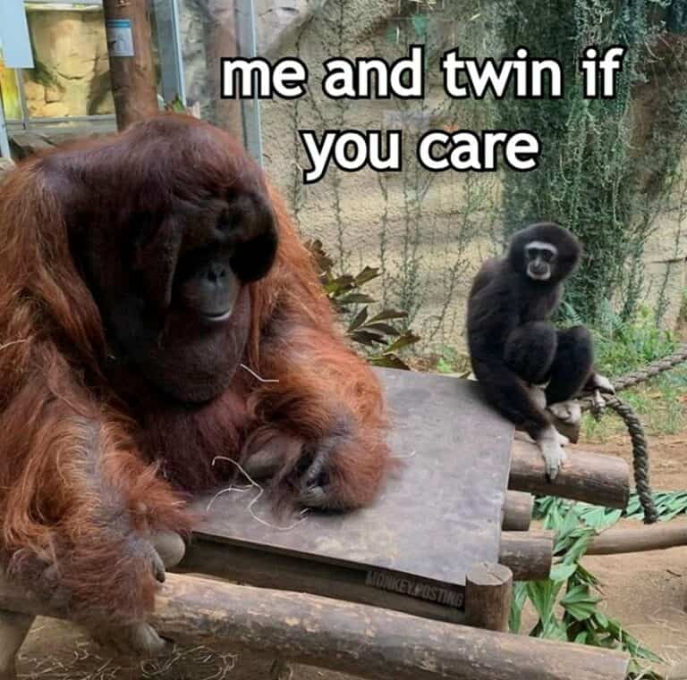 50 Funny Gorilla And Ape Memes To Go Bananas Over