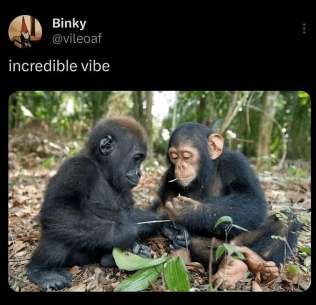 50 Funny Gorilla And Ape Memes To Go Bananas Over