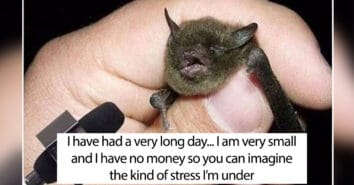 30 Funny Bat Memes And Photos Celebrating The Most Adorably Terrifying ...