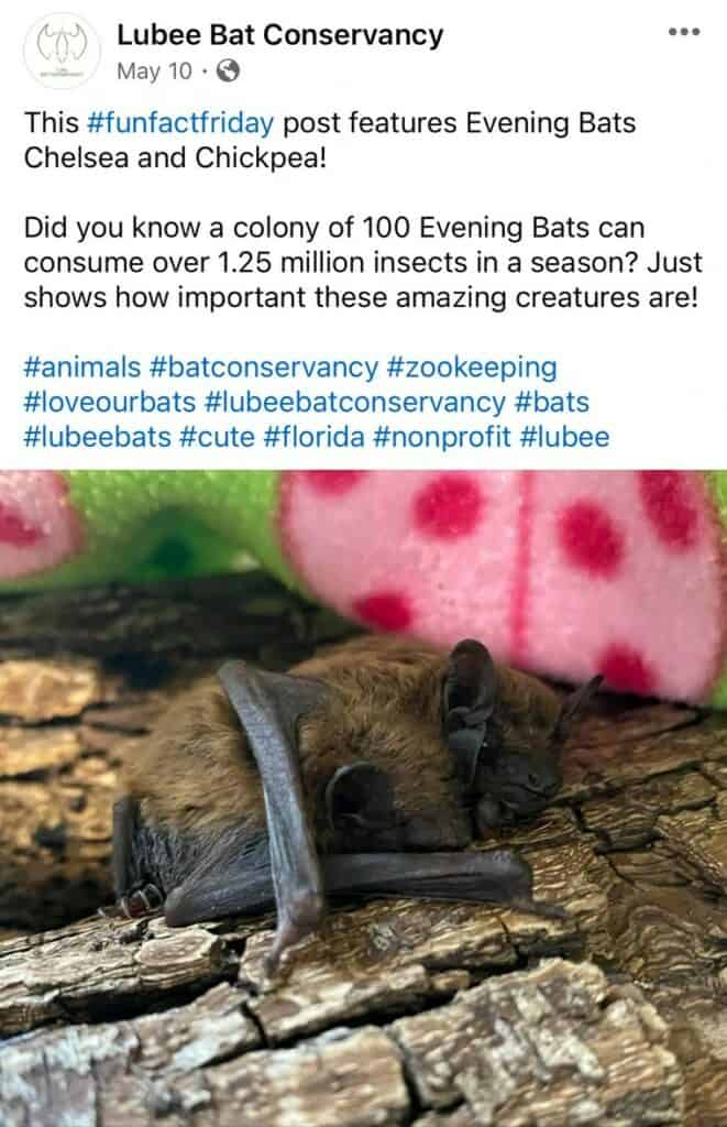 30 Funny Bat Memes And Photos Celebrating The Most Adorably Terrifying ...