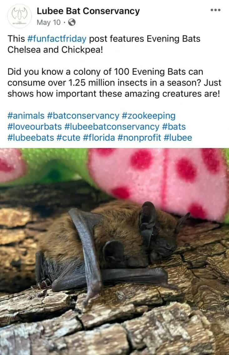 30 Funny Bat Memes And Photos Celebrating The Most Adorably Terrifying ...