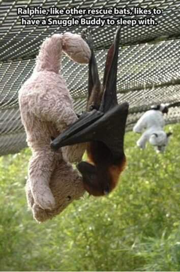 30 Funny Bat Memes And Photos Celebrating The Most Adorably Terrifying ...