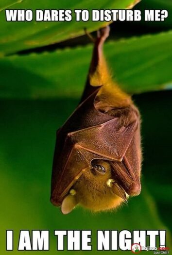 30 Funny Bat Memes And Photos Celebrating The Most Adorably Terrifying ...