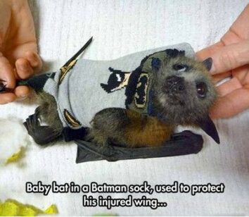 30 Funny Bat Memes And Photos Celebrating The Most Adorably Terrifying ...