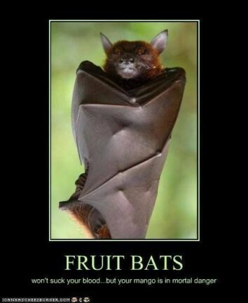 30 Funny Bat Memes And Photos Celebrating The Most Adorably Terrifying ...