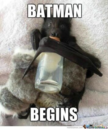 30 Funny Bat Memes And Photos Celebrating The Most Adorably Terrifying ...
