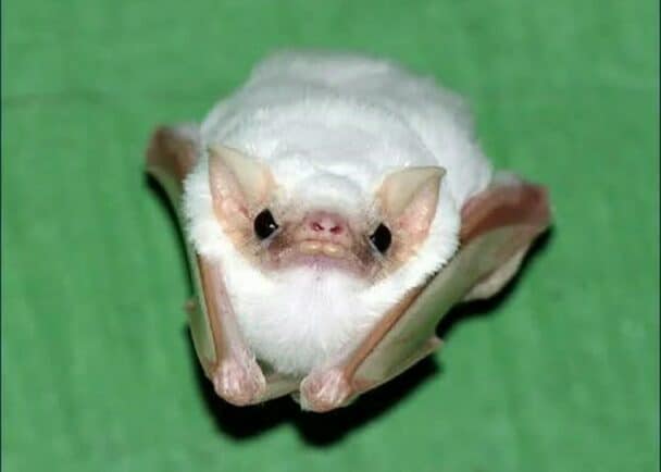 30 Funny Bat Memes And Photos Celebrating The Most Adorably Terrifying ...