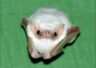 30 Funny Bat Memes And Photos Celebrating The Most Adorably Terrifying ...