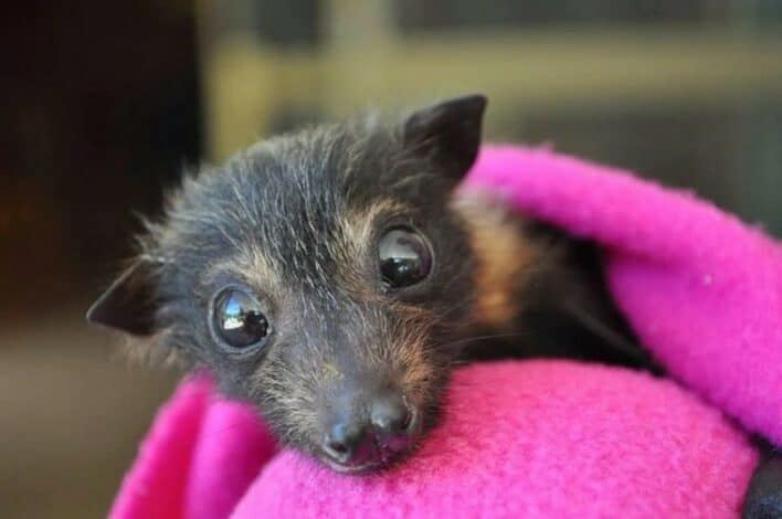 30 Funny Bat Memes And Photos Celebrating The Most Adorably Terrifying ...