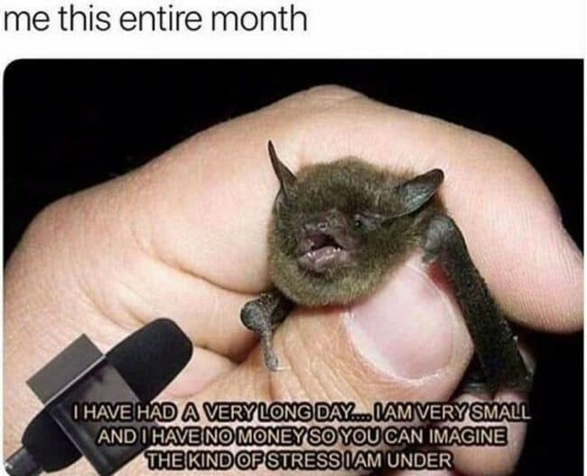 30 Funny Bat Memes And Photos Celebrating The Most Adorably Terrifying ...