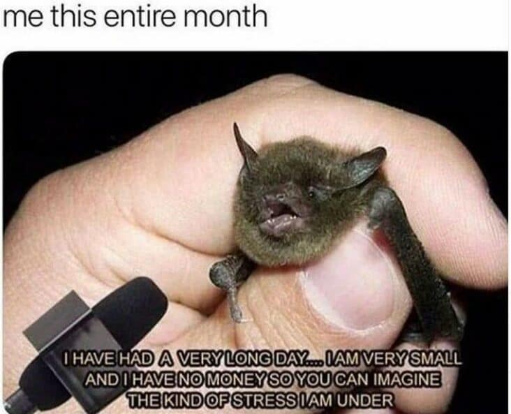 30 Funny Bat Memes And Photos Celebrating The Most Adorably Terrifying ...