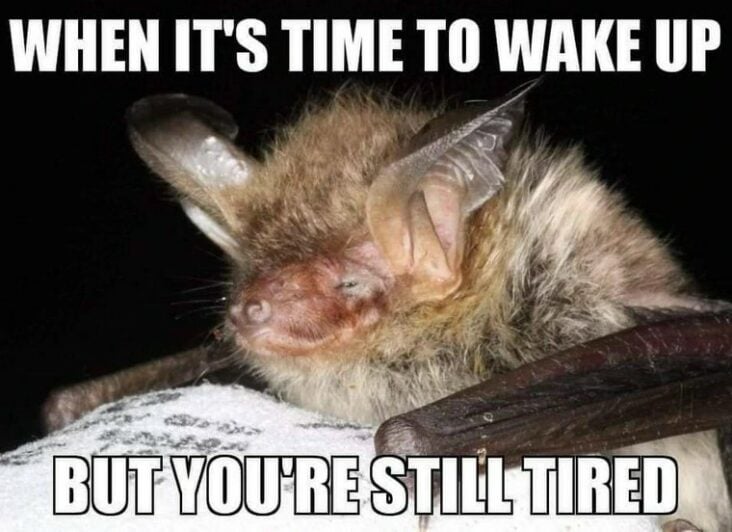 30 Funny Bat Memes And Photos Celebrating The Most Adorably Terrifying ...