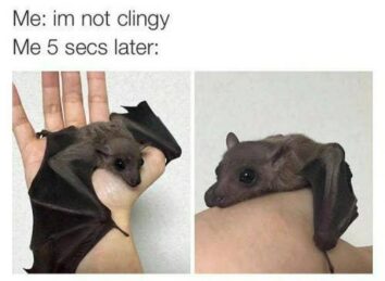 30 Funny Bat Memes And Photos Celebrating The Most Adorably Terrifying ...