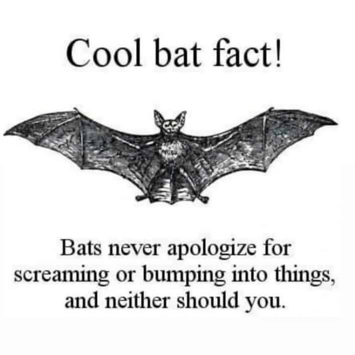 30 Funny Bat Memes And Photos Celebrating The Most Adorably Terrifying ...
