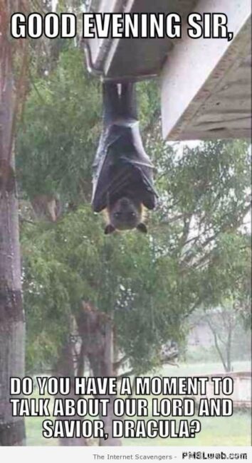 30 Funny Bat Memes And Photos Celebrating The Most Adorably Terrifying ...